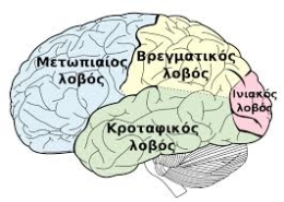 Ανατομία και φυσιολογία του εγκεφάλου | Hellenic NeuroOncology Society